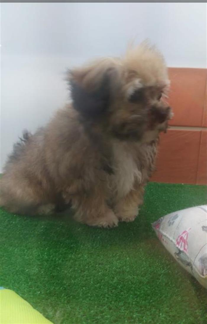 MALTIPOO MASCHIO COLORE CREMA