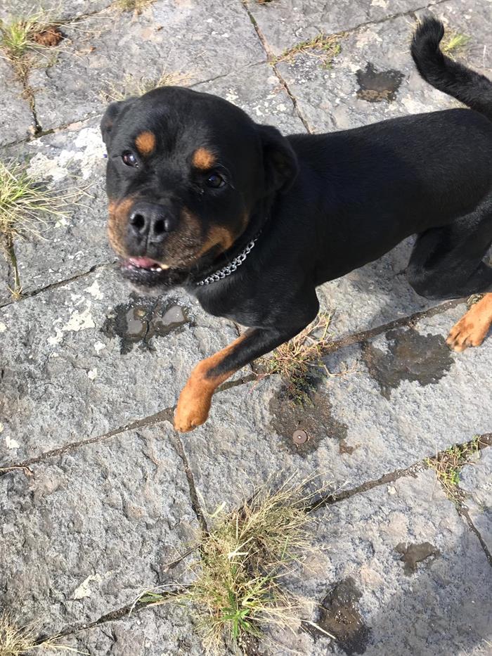 ROTTWEILER