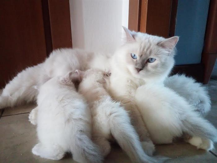 CUCCIOLI RAGDOLL CON PEDIGREE