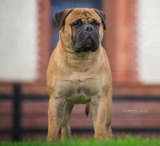 Cuccioli bullmastiff 