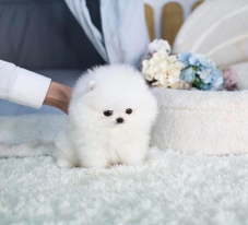 Splendidi cuccioli di Pomerania in tazza da tè bianchi