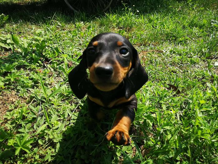 CUCCIOLI BASSOTTO TEDESCO