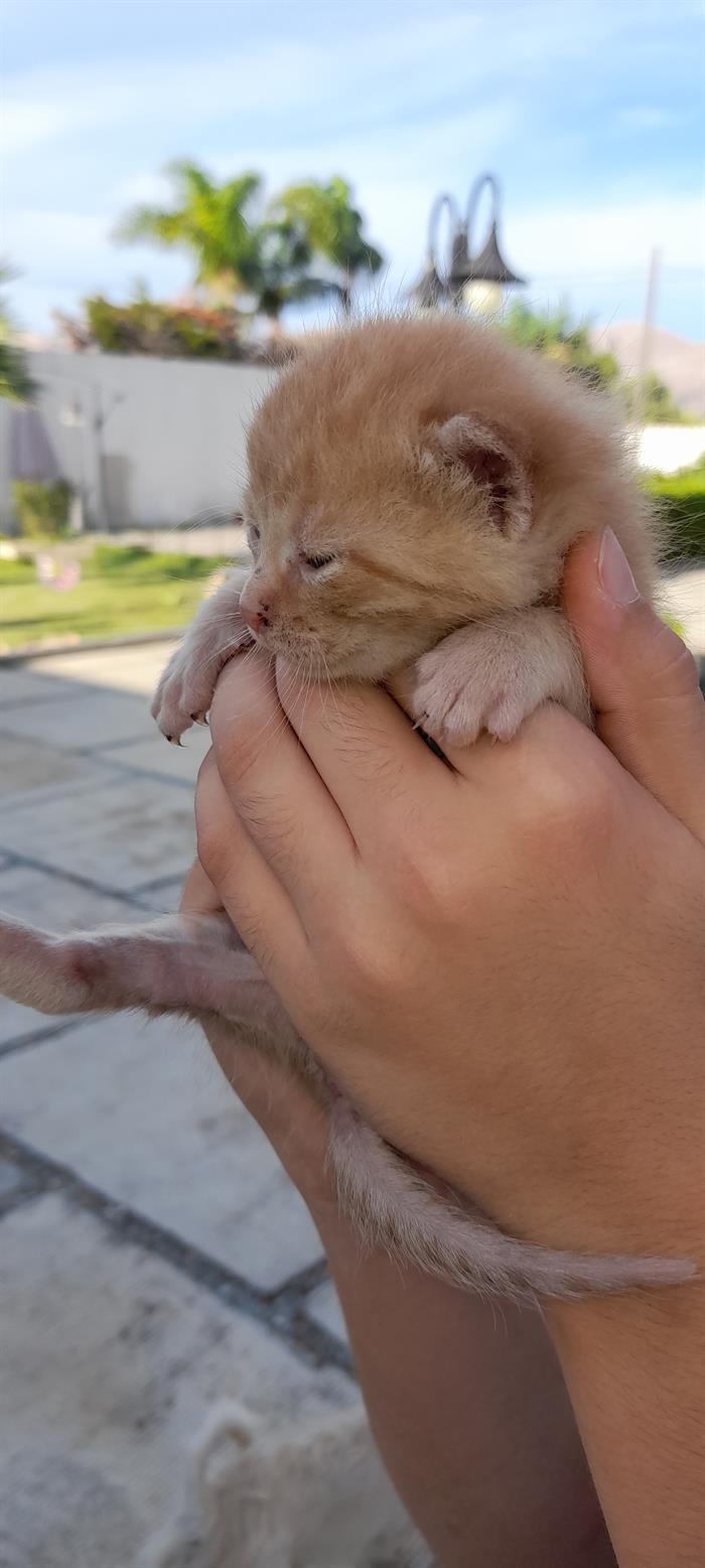 4 PICCOLI GATTINI