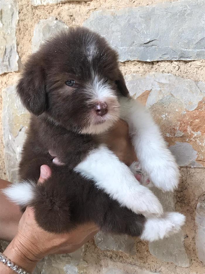 BORDER COLLIE CUCCIOLI