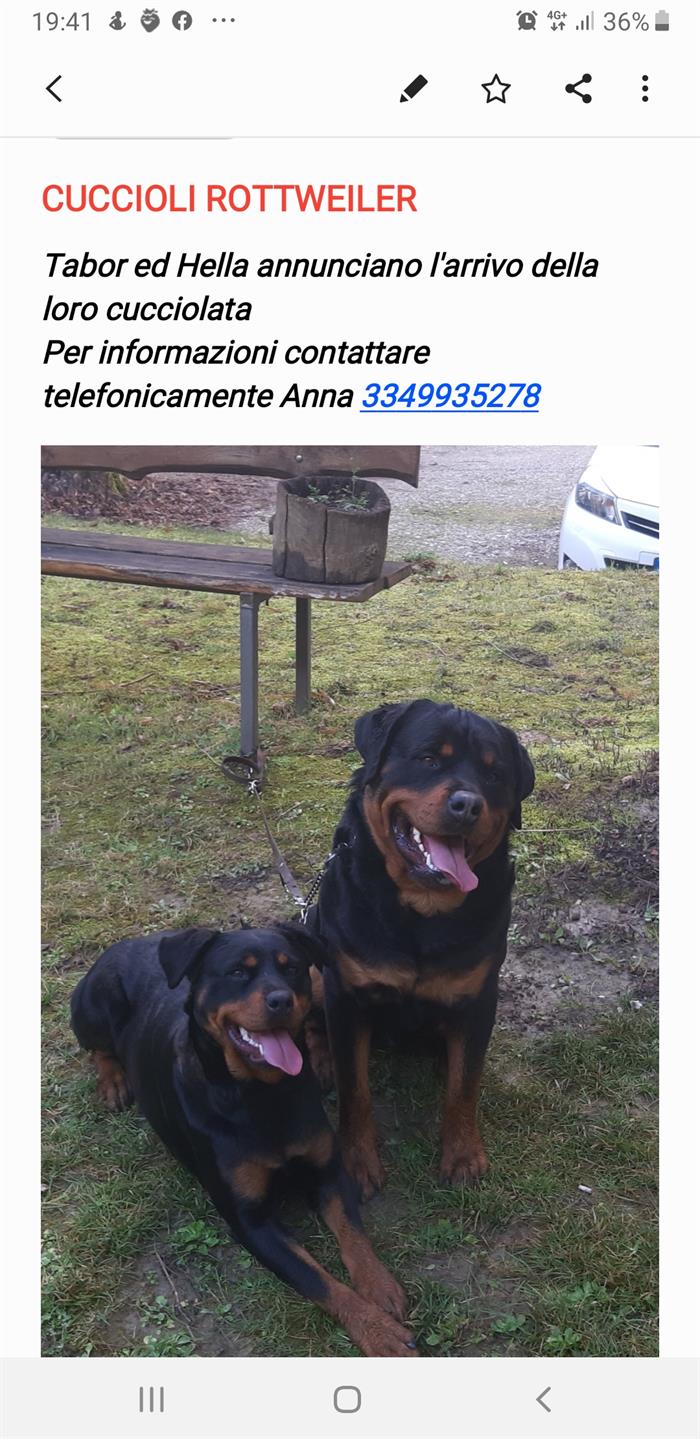 CUCCIOLI ROTTWEILER