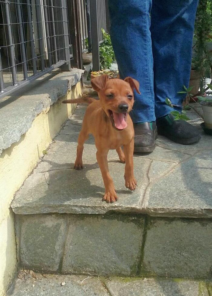 PINSCHER