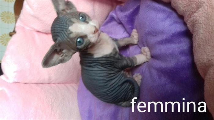 CUCCIOLI SPHYNX