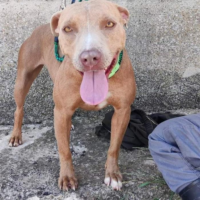 GIOVANE PITBULL IN ADOZIONE