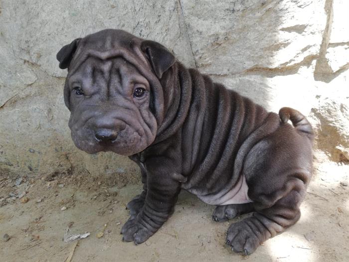 SHAR - PEI CUCCIOLI