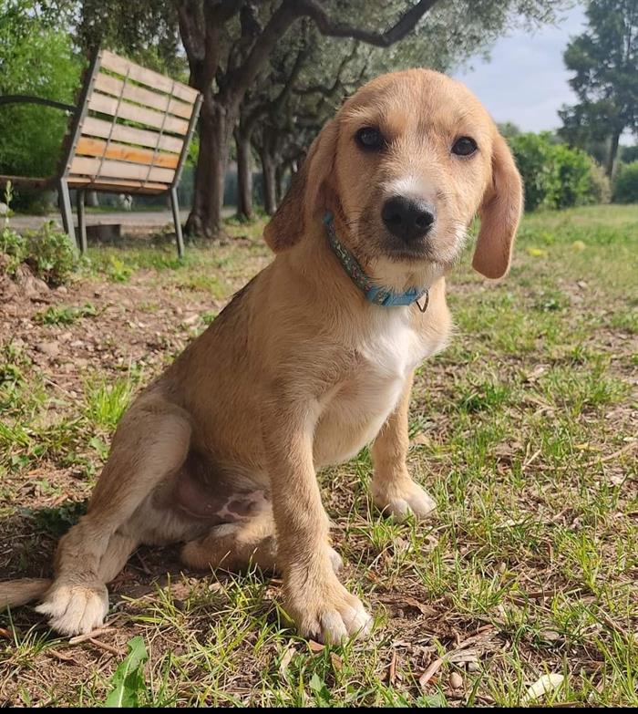 CUCCIOLO CERCA CASA