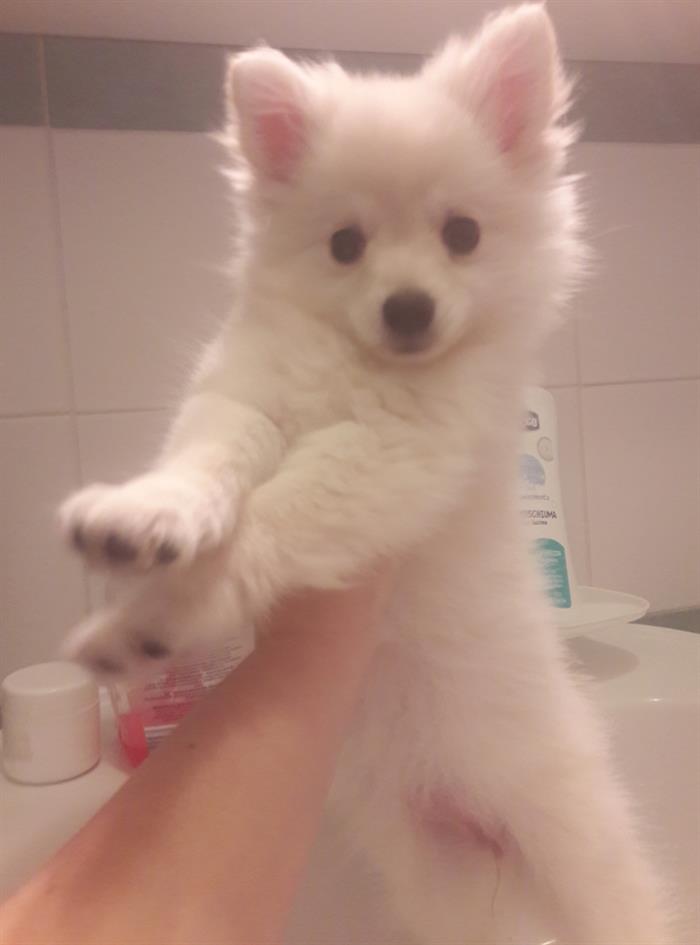 CUCCIOLA SPITZ NANO