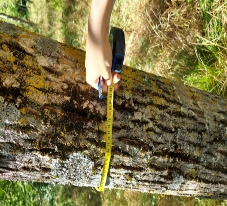 Noce nazionale - tronco albero tronchi alberi tavola tavole legno legname