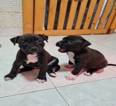  Cuccioli Pitbull  con pedigree 