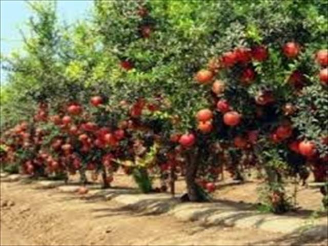 Terreno agricolo in vendita a chieti vallone fagnano