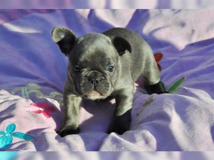 CUCCIOLI DI BOULEDOGUE FRANCESE CON PEDIGREE