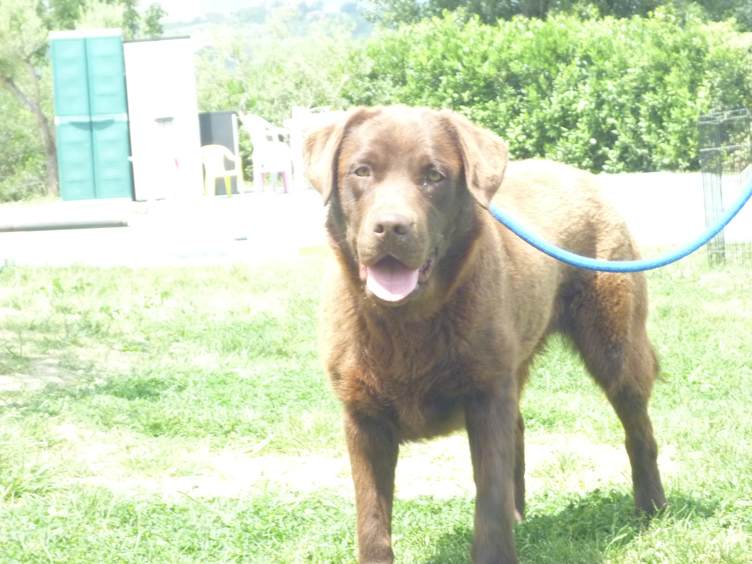 LABRADOR CHOCOLATE MASCHIO DI 2 ANNI