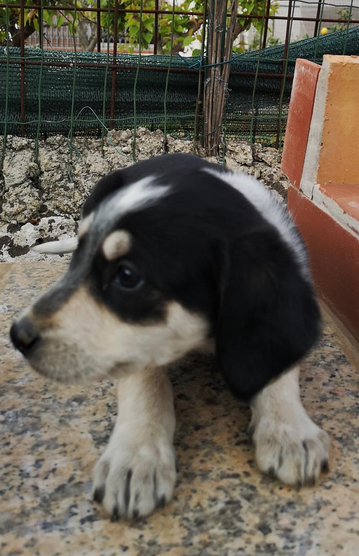 CUCCIOLINI DI CANE