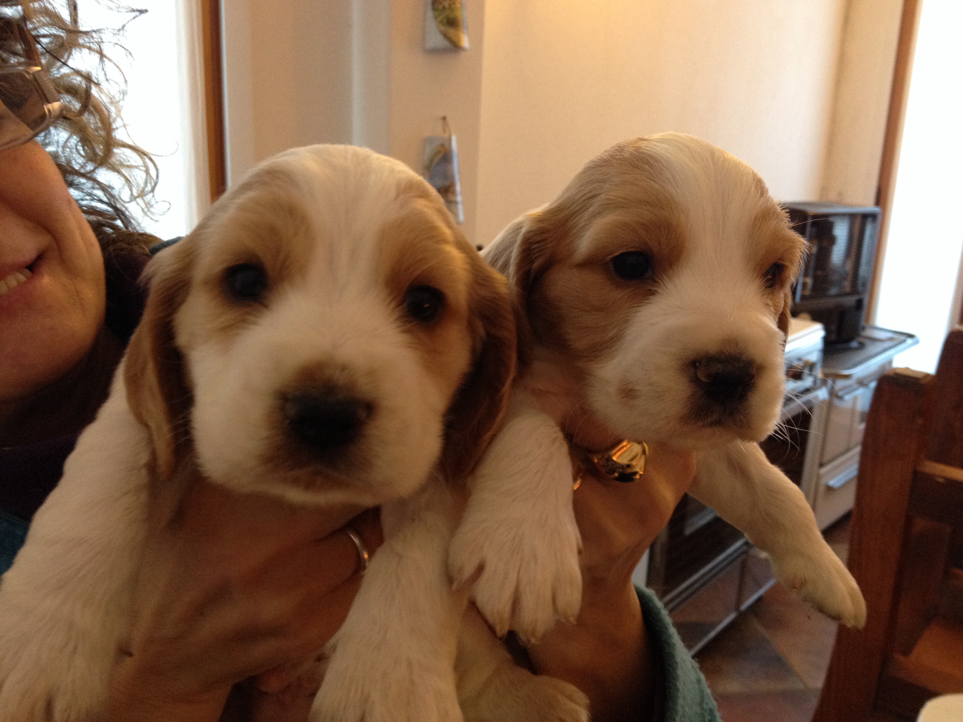 CUCCIOLI COCKER SPANIEL