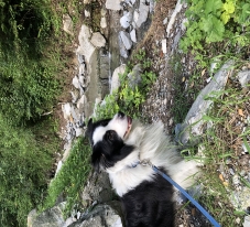 border collie con pedigree cerca moglie