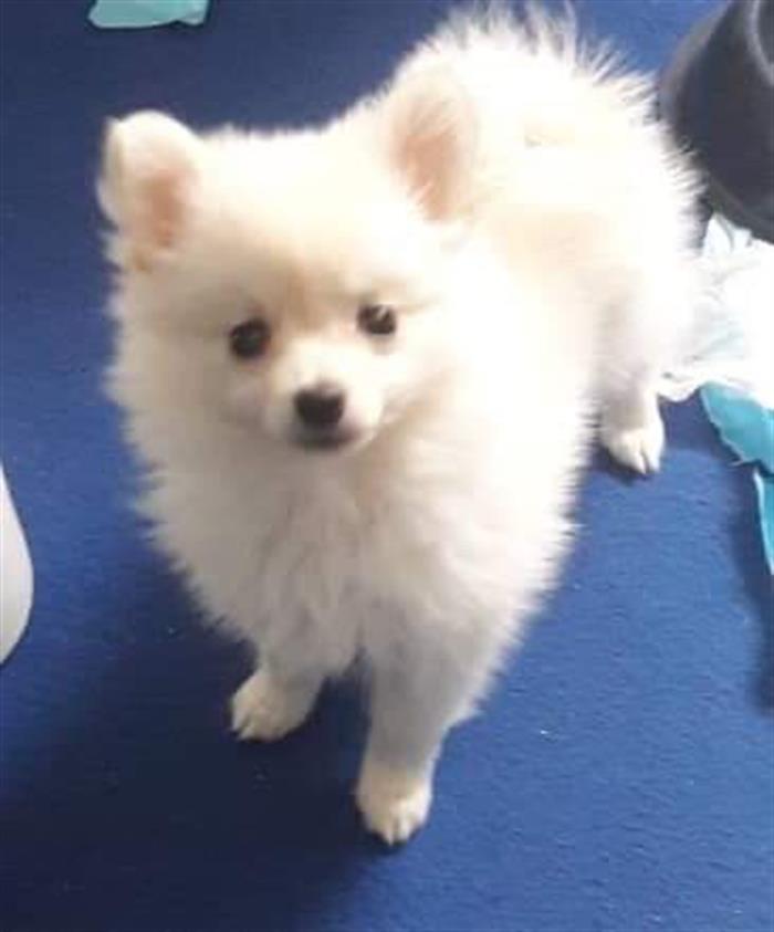 CUCCIOLO DI SPITZ BIANCO