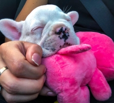 Cuccioli di Bulldog francese intelligenti