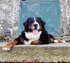 Bovaro del bernese disponibile per monta