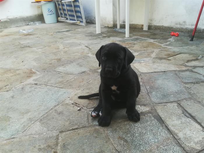 CUCCIOLI CANE CORSO