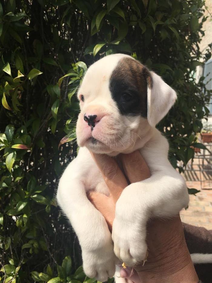 CUCCIOLI BOXER BELLISSIMI