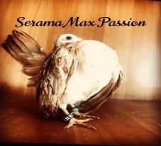 Serama malesi Max Passion 