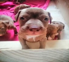 Cuccioli di pitbull red nose