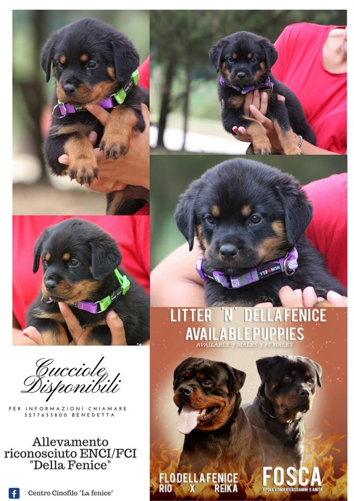 CUCCIOLI ROTTWEILER