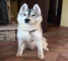 Splendido husky per accoppiamento