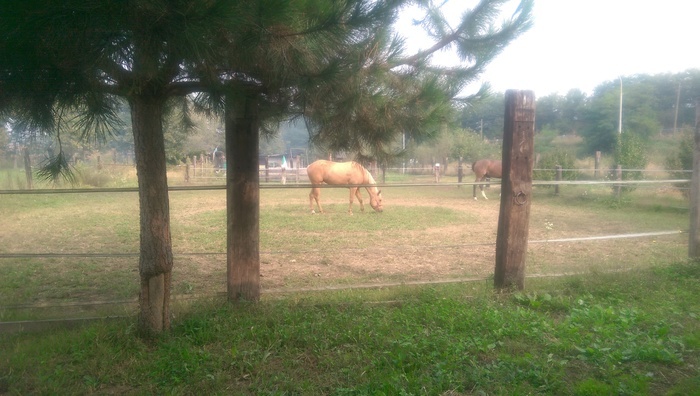 VENDO CAVALLO QUARTER CON DOCUMENTI