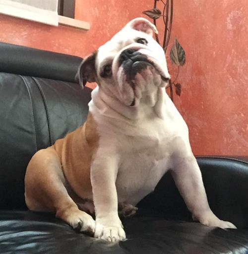 BULLDOG INGLESE