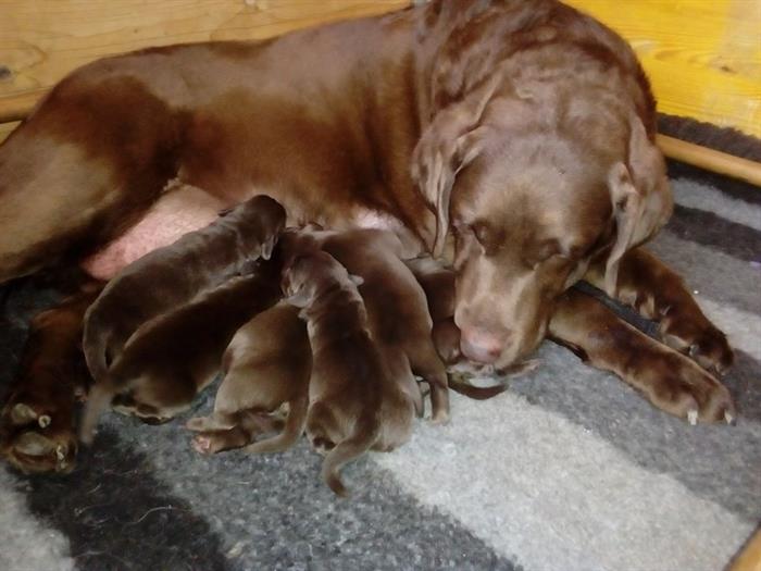 LABRADOR RETRIEVER CUCCIOLI CIOCCOLATO