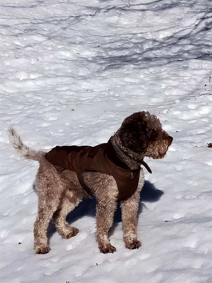 LAGOTTO MASCHIO PER ACCOPPIAMENTO