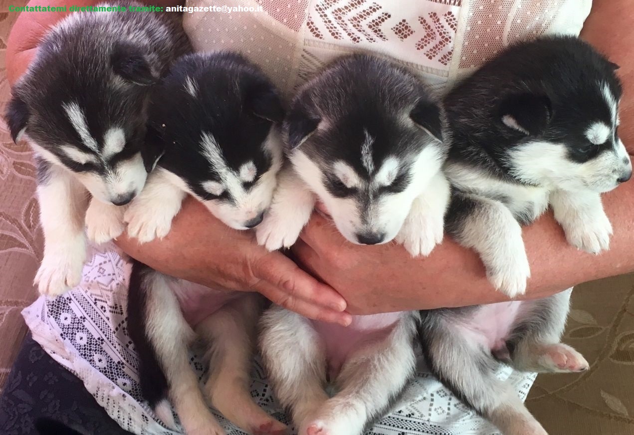 HUSKY BELLISSIMI CUCCIOLI