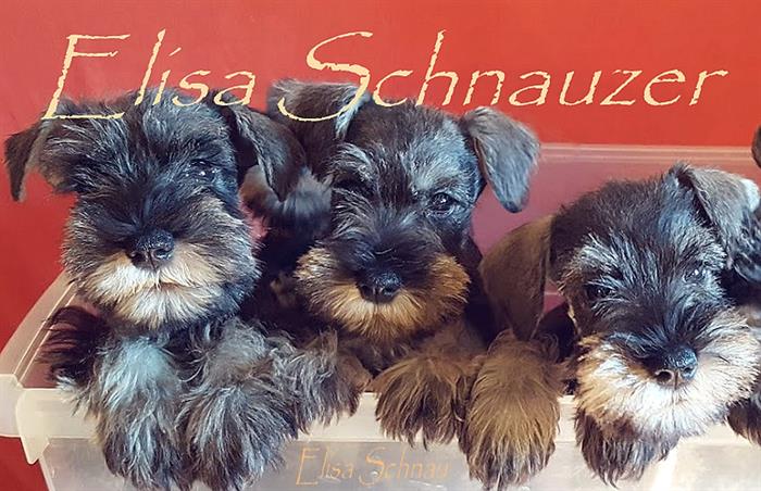 SCHNAUZER NANO CUCCIOLI