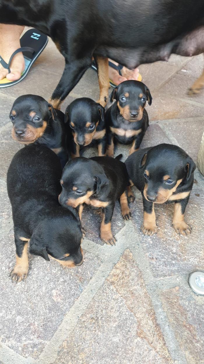 CUCCIOLI PINSCHER