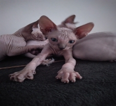 cuccioli Sphynx canadian