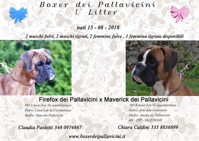 CUCCIOLI BOXER