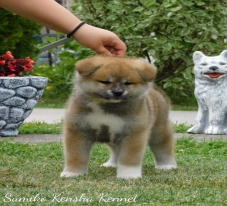 Cuccioli di Akita giapponese