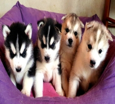 Cuccioli di Siberian Husky con pedigree