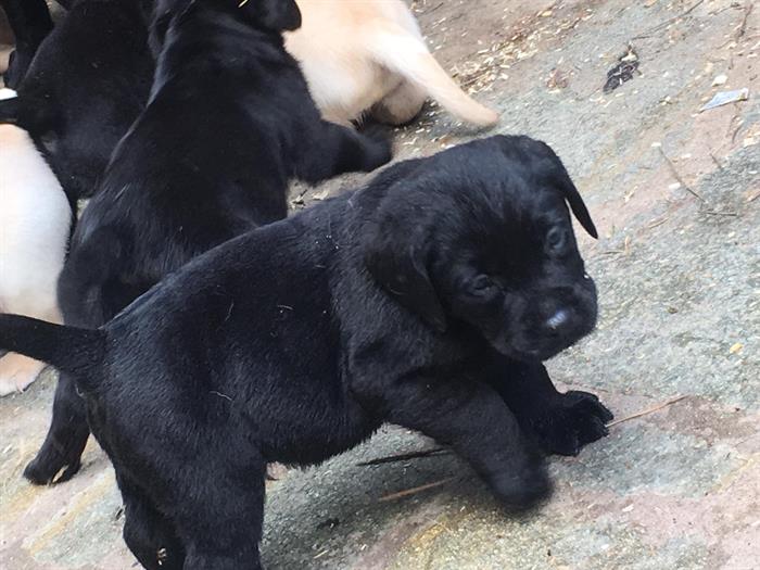 CUCCIOLI LABRADOR BIONDI E NERI