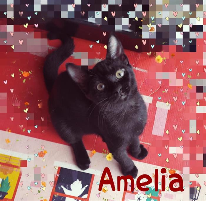 AMELIA, GATTINA DI TRE MESI G