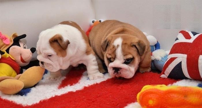 CUCCIOLI DI BULLDOG INGLESE