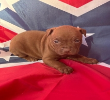 Cuccioli di Pit Bull Terrier Red Nose