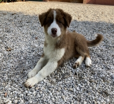 Cucciolo pastore australiano