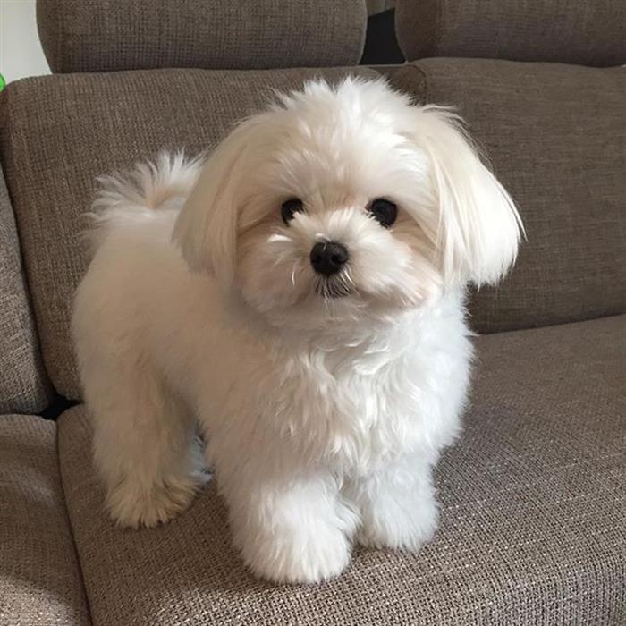 CUCCIOLI MALTESE ITALIANI MASCHIO E FEMMINA