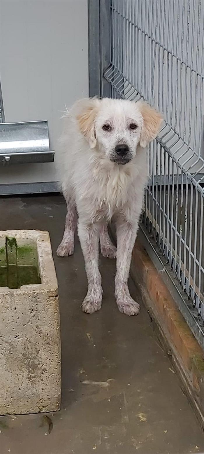 CARLETTO CANE TIPO GOLDEN RETRIEVER IN CANILE ADOZIONE URGENTE GIOVANE